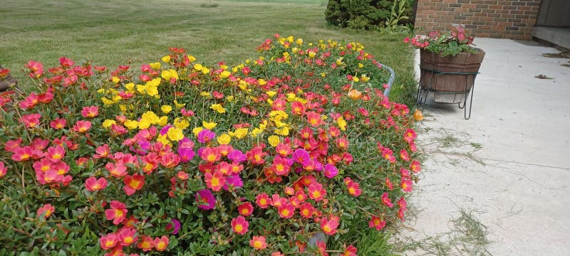 Rainbow Portulaca in Summer Stock Photo - Image of summer, rainbow ...