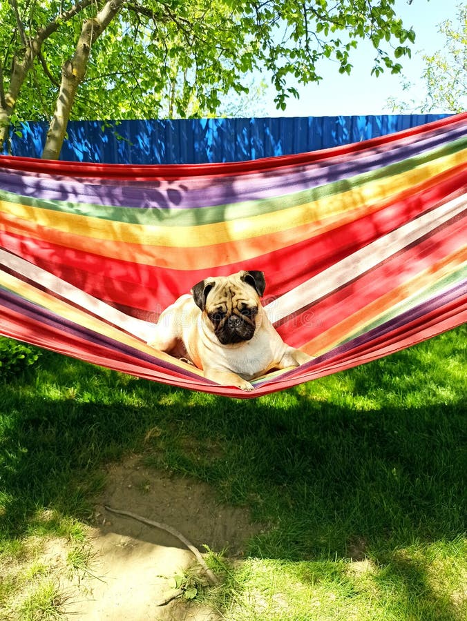 Rainbow, pug, dog, summer stock photo. Image of advertising - 219368592