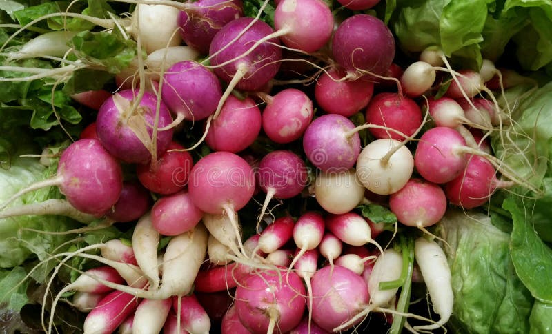 Rainbow Radishes stock photo. Image of organic, healthy - 47141856