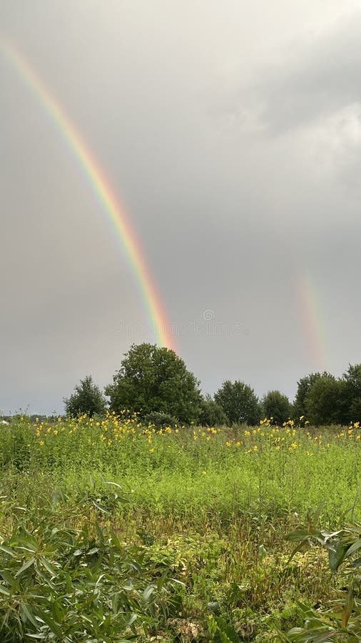 Rainbow after the Rain Meadow Stock Photo - Image of nature, green ...
