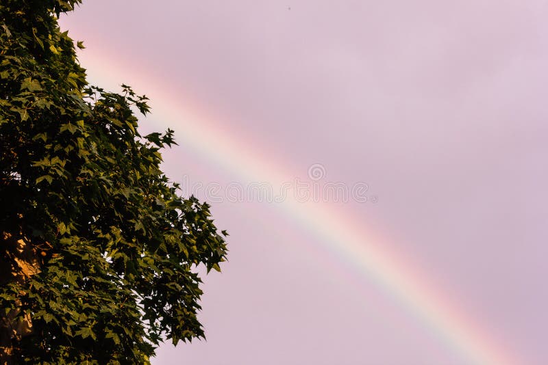Rainbow after Rain Tree Nature Beautiful Phenomenon Stock Photo - Image ...
