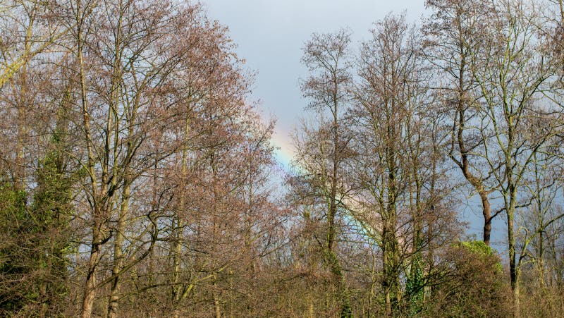 Rainbow stock photo. Image of sunny, trees, rainbow - 172921972