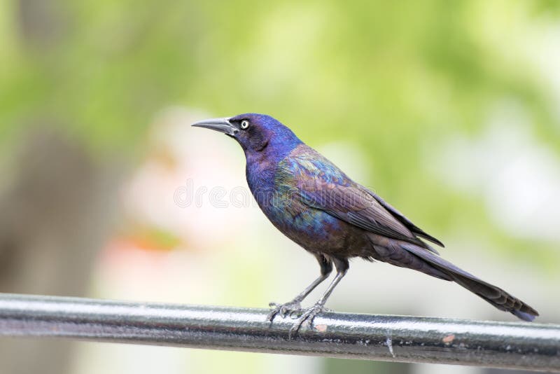Raven Portrait / Corvus Corax Stock Photo - Image of talon, post: 17302708