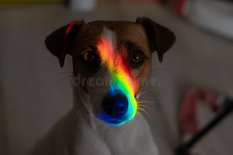 Rainbow Rays on the Muzzle of a Jack Russell Terrier Dog. Stock Image ...