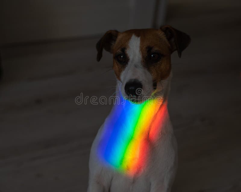 Rainbow Rays on the Muzzle of a Jack Russell Terrier Dog. Stock Image ...