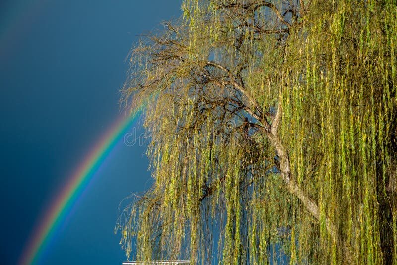 A Rainbow and Riverbank Tree at Mannum South Australia on 6th Au Stock ...