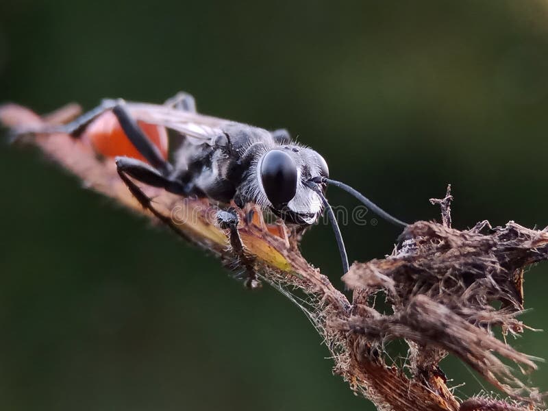 Redta Stock Photos - Free & Royalty-Free Stock Photos from Dreamstime