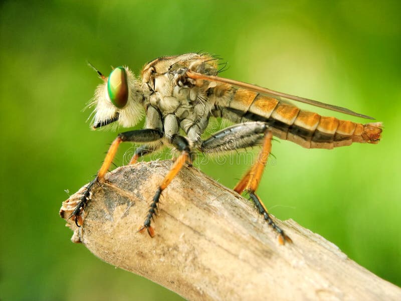Rainbow Robberfly stock image. Image of arthropod, flower - 341833665