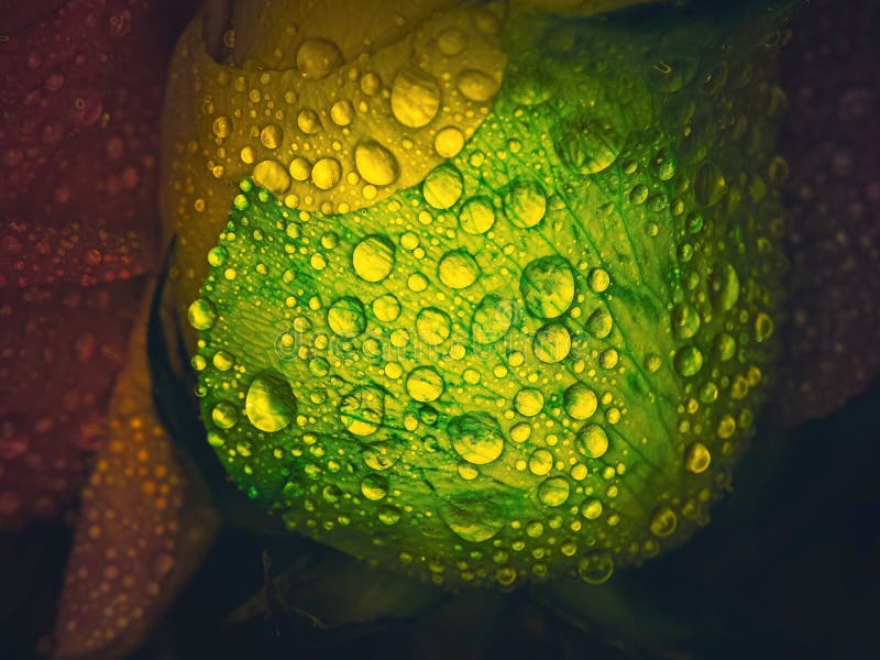 A Rainbow Rose Close Up with Water Drops Stock Image - Image of ...