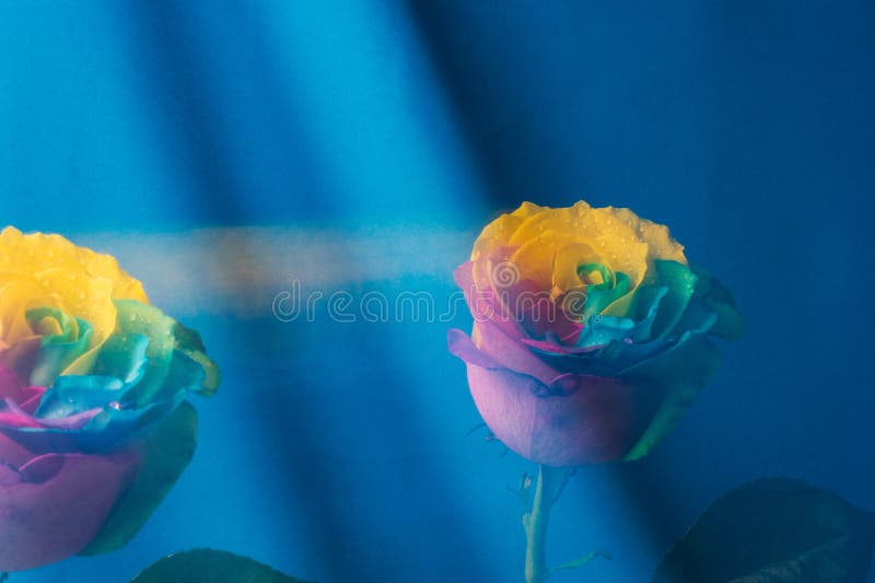 Rainbow Rose with Colorful Petals on Blue Background in Motion ...