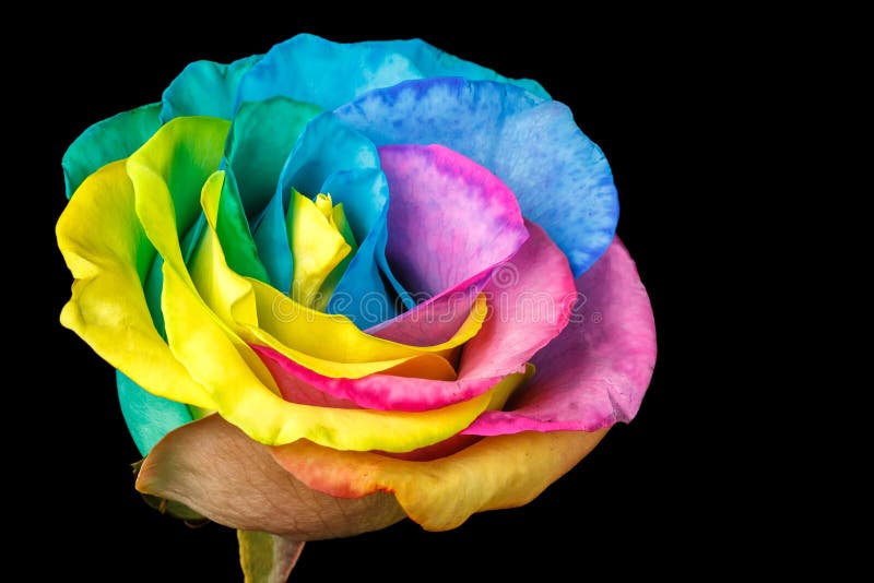 Rainbow Color Roses Different