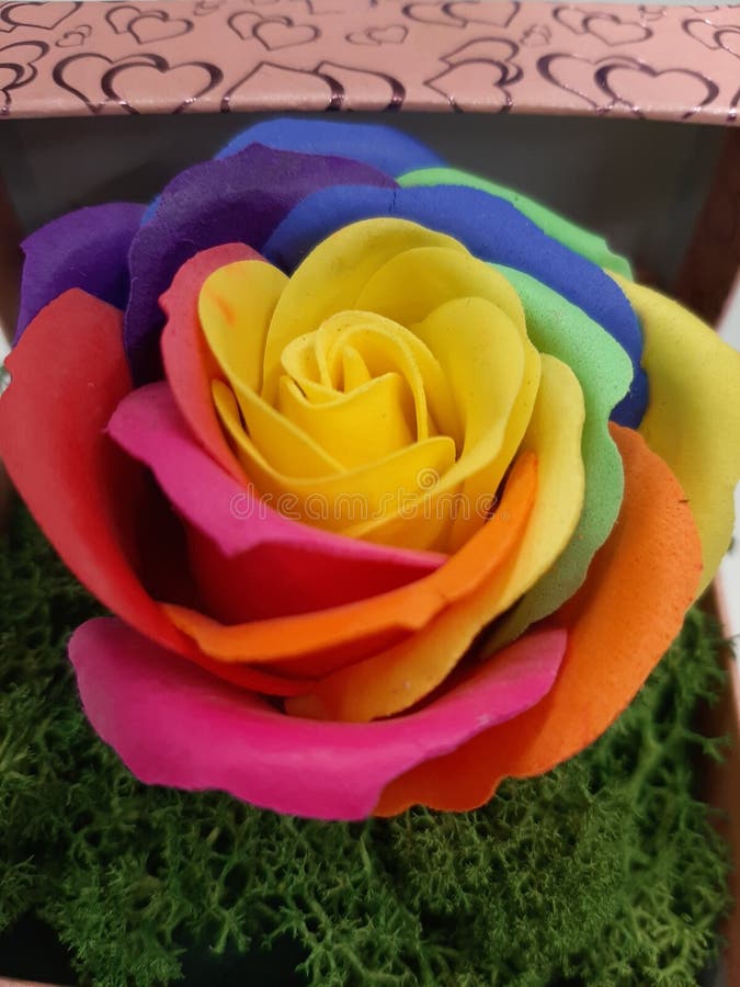 Rainbow rose flower stock photo. Image of flower, gift - 173279466