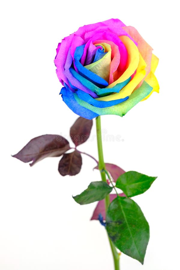Rainbow rose flower stock photo. Image of colorful, nature - 147087406