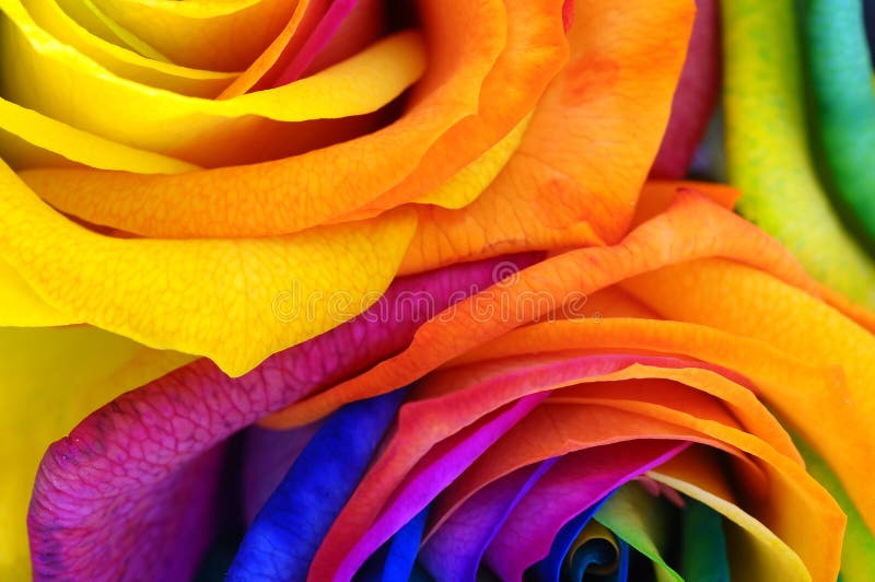Rainbow Rose or Happy Flower Stock Photo - Image of background, bouquet ...