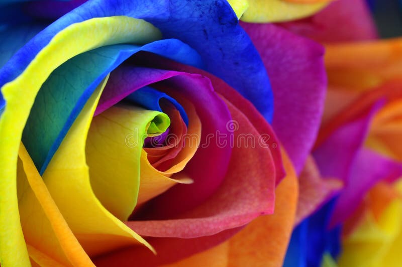 Rainbow Rose or Happy Flower Stock Photo - Image of gift, colors: 36158864