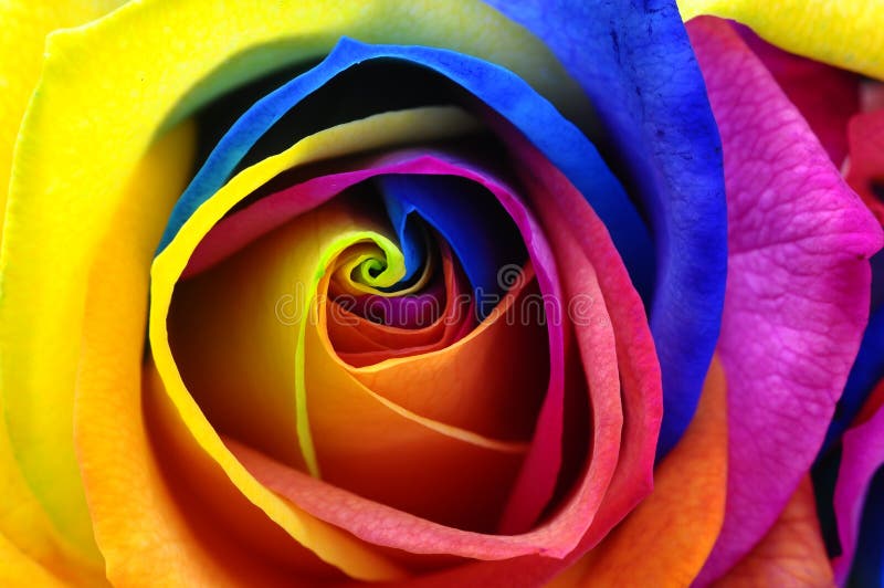 Rainbow Rose Reflection stock photo. Image of love, amazing - 35825626