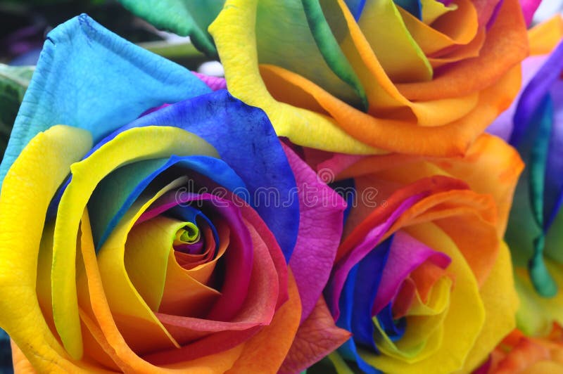 Rainbow Rose Or Happy Flower Stock Photo - Image of blue, blossom: 36158932