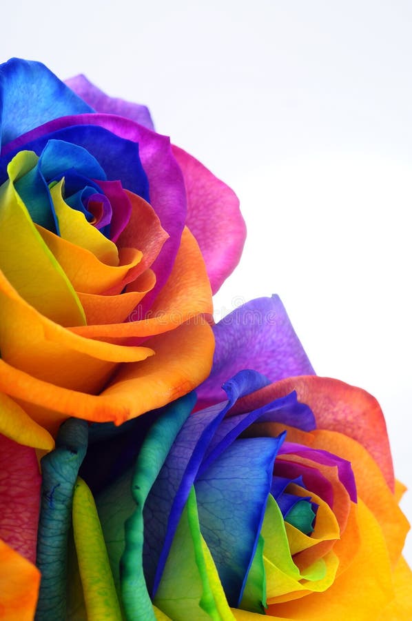 Rainbow Rose or Happy Flower Stock Image - Image of rose, circle: 70114315