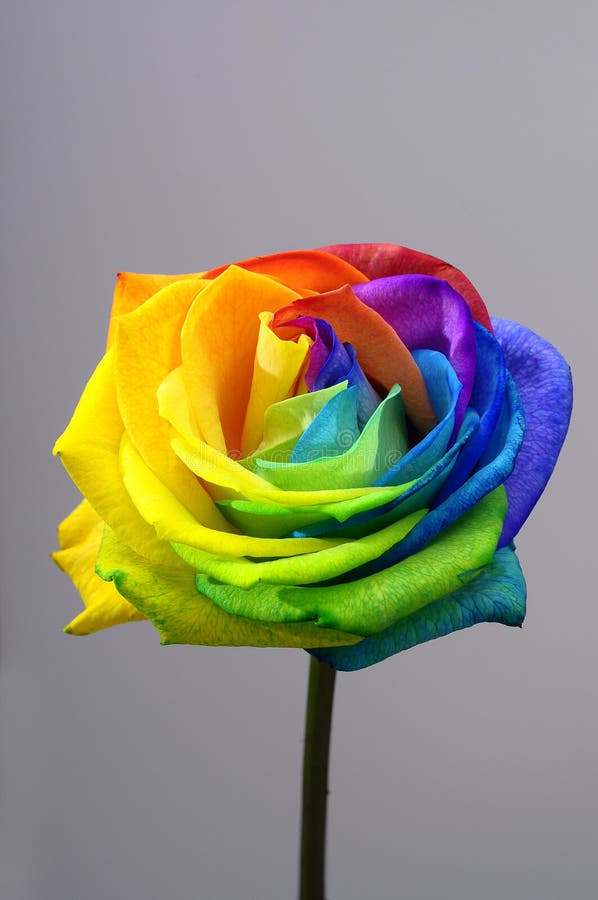 Rainbow Rose or Happy Flower Stock Image - Image of love, bouquet: 74292745