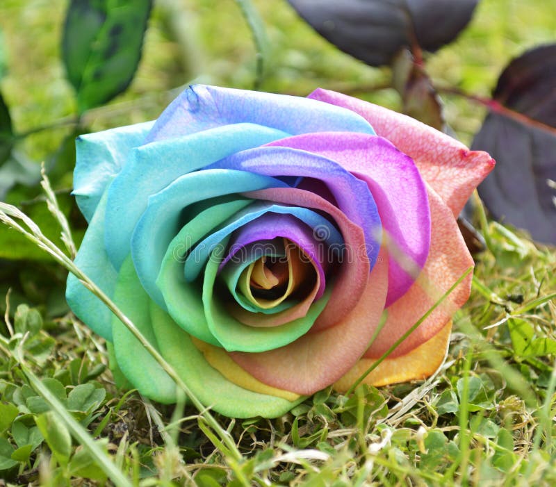 Rainbow Rose stock image. Image of beautiful, colour - 42340191