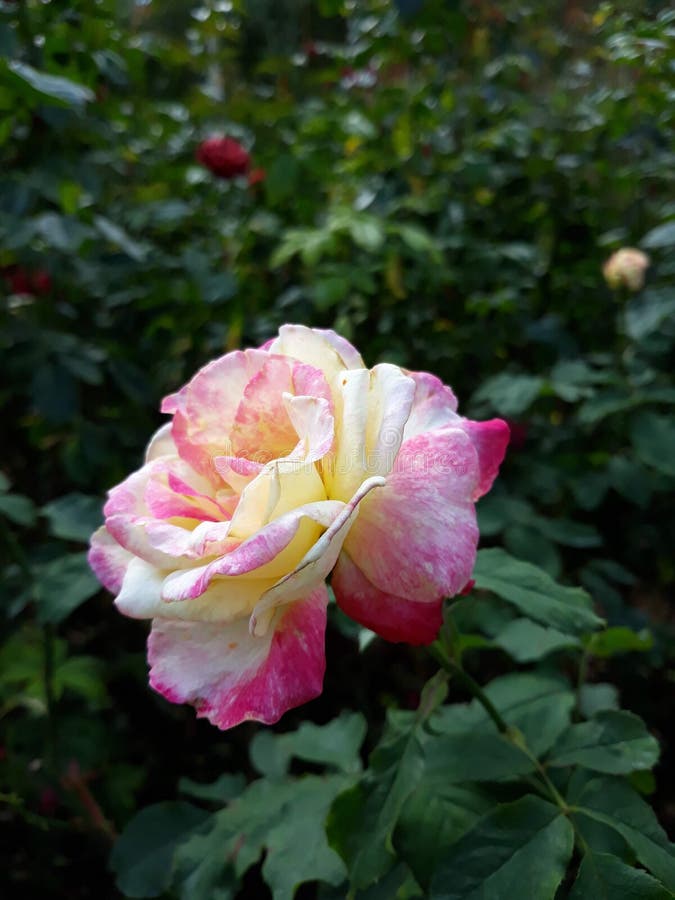 Rainbow rose pictures stock image. Image of yellow, flower - 184348467