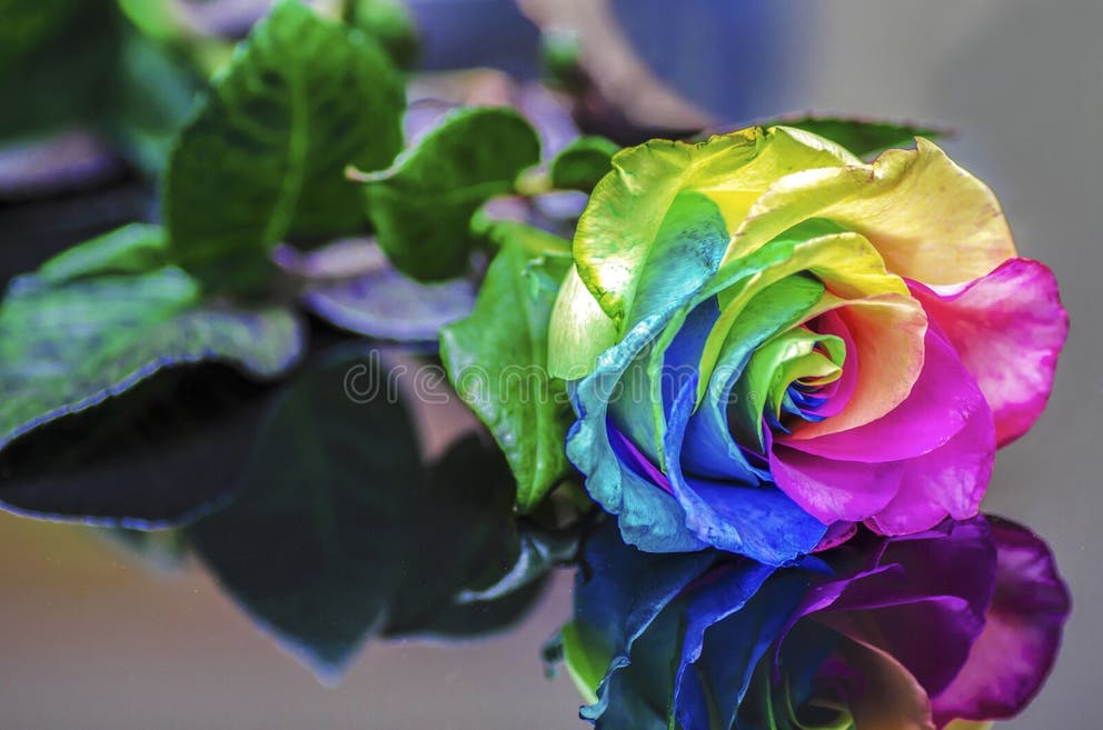 Rainbow Rose Reflection stock photo. Image of love, amazing - 35825626