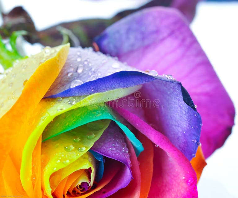 Rainbow rose stock image. Image of rose, waterdrop, rainbowrose - 42774693