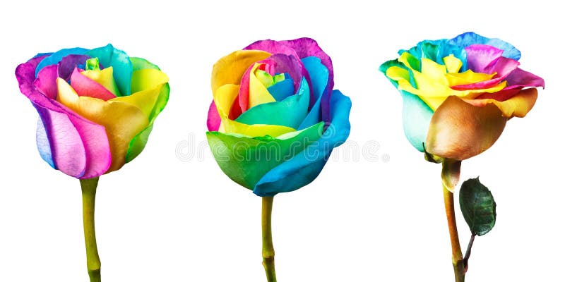 Rainbow color rose stock vector. Illustration of chunks - 44360089
