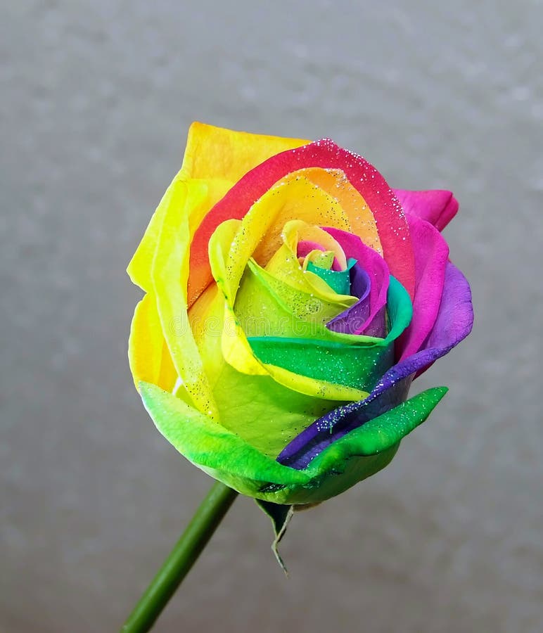 Rainbow Rose Flowers With Colorful Petals Stock Image - Image of ...