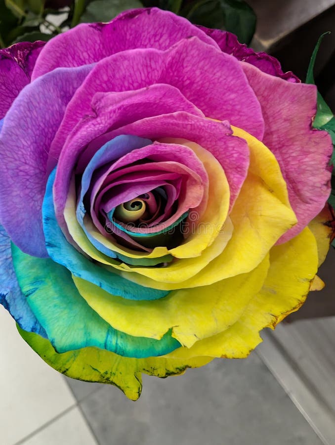 Rainbow rose texture stock photo. Image of roses, beautiful - 372514710