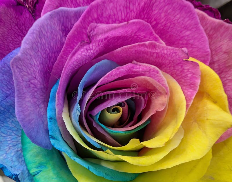 Rainbow rose texture stock image. Image of pink, colorful - 372514711