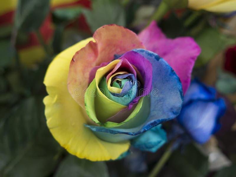 Rainbow roser close up stock image. Image of colorful - 116740877