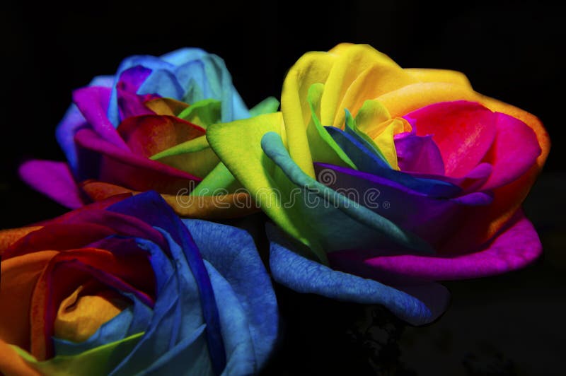 Rainbow Roses on Black Background Stock Photo - Image of birthday ...