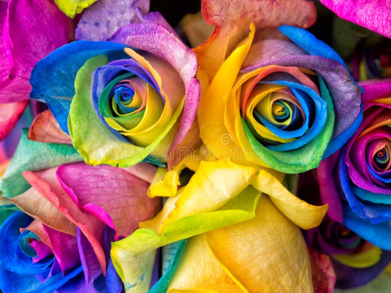 Rainbow roses close-up stock photo. Image of love, multicolored - 62931994