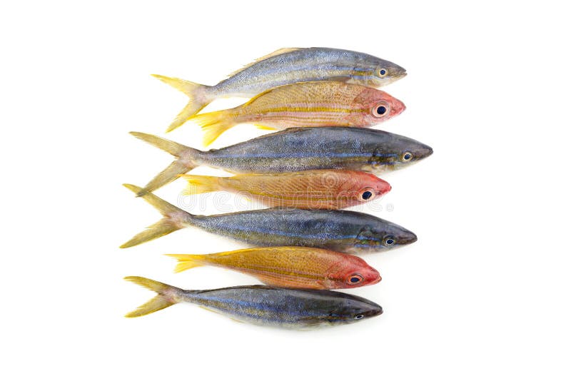 Red Snapper Fish School in the Tropical Sea Stock Image - Image of ...