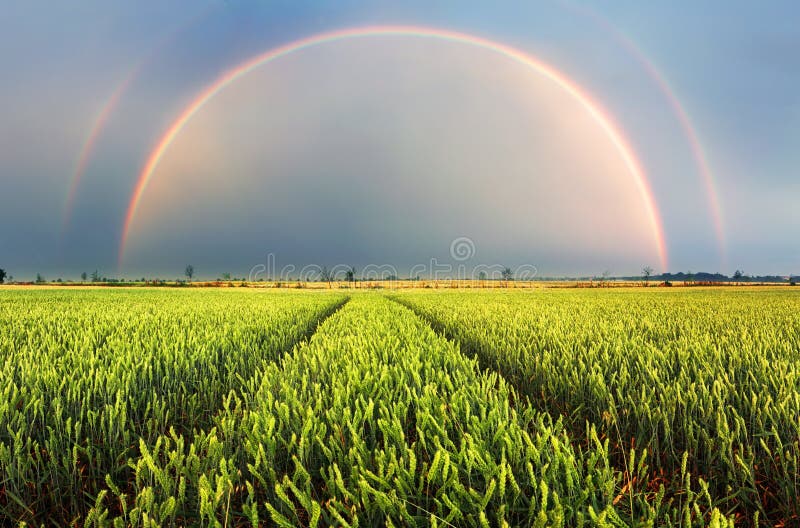 Rainbow on Field - Vertical Stock Image - Image of path, horizon: 33797189