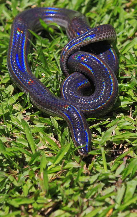 564 Snake Sunbathing Stock Photos - Free & Royalty-Free Stock Photos ...