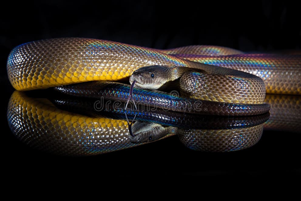 Rainbow Serpent Water Python - Liasis Fuscus - Isolated on Black Stock ...