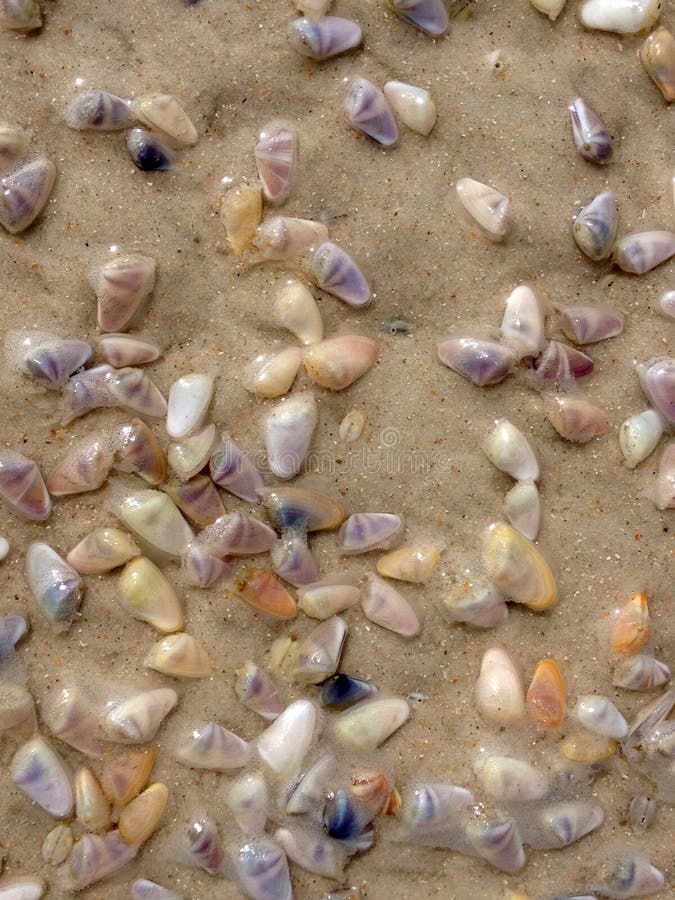 Rainbow of Shells stock photo. Image of daytona, shells - 67244692