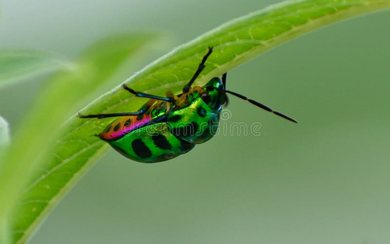 Rainbow Shield Bug stock image. Image of green, nice - 156584103