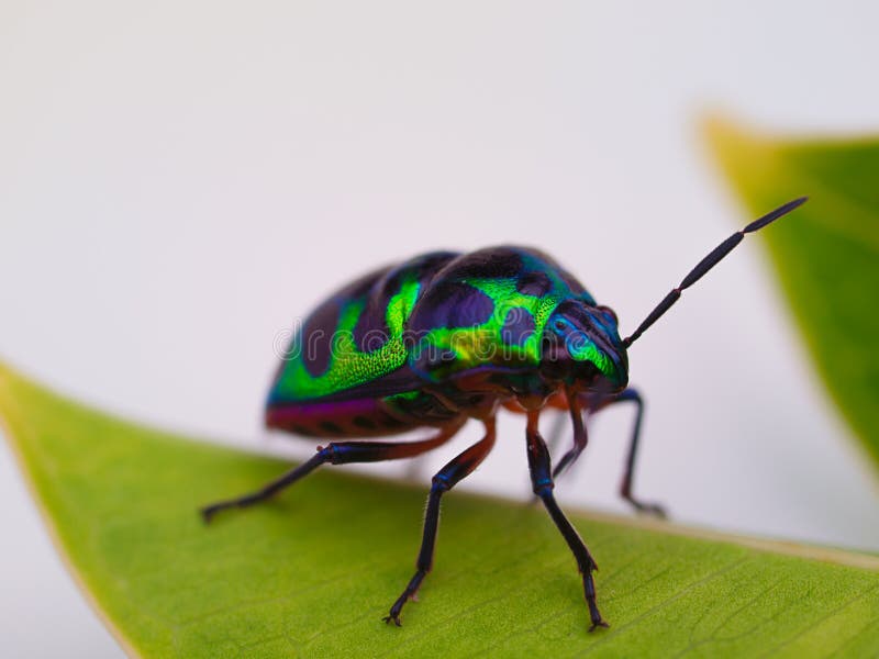 A Rainbow at the Garden with Insects Stock Illustration - Illustration ...