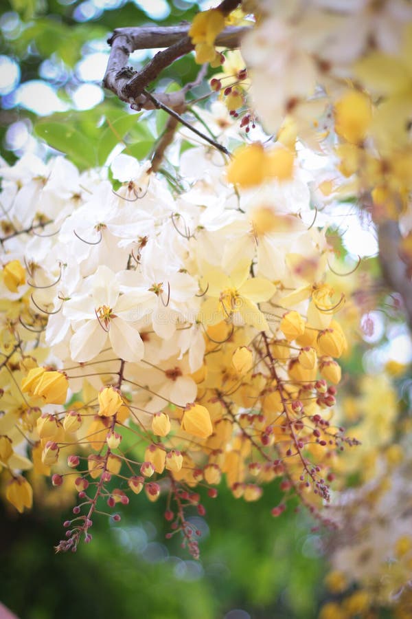 2,353 Ratchaphruek Flower Photos - Free & Royalty-Free Stock Photos ...