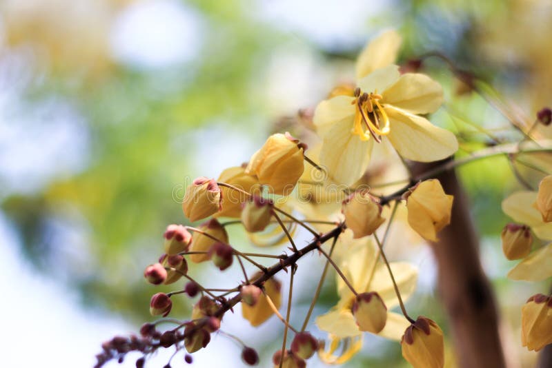 2,353 Ratchaphruek Flower Photos - Free & Royalty-Free Stock Photos ...