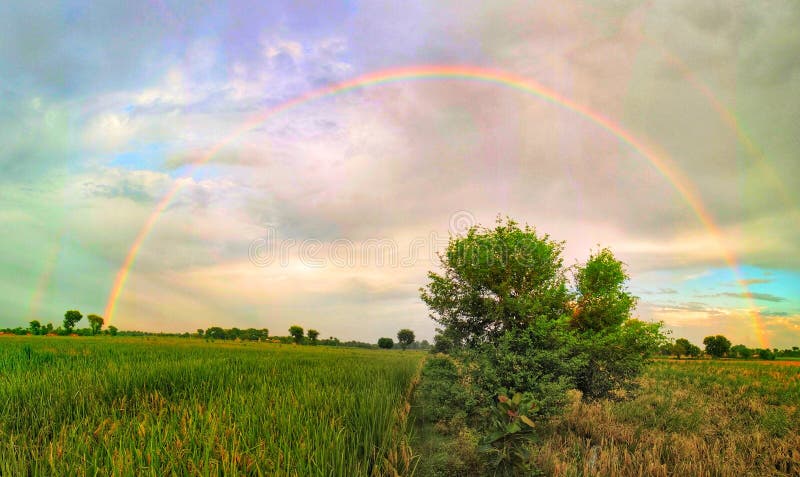 Rainbow Shown in a Green Field Up Side a Tree Stock Image - Image of ...