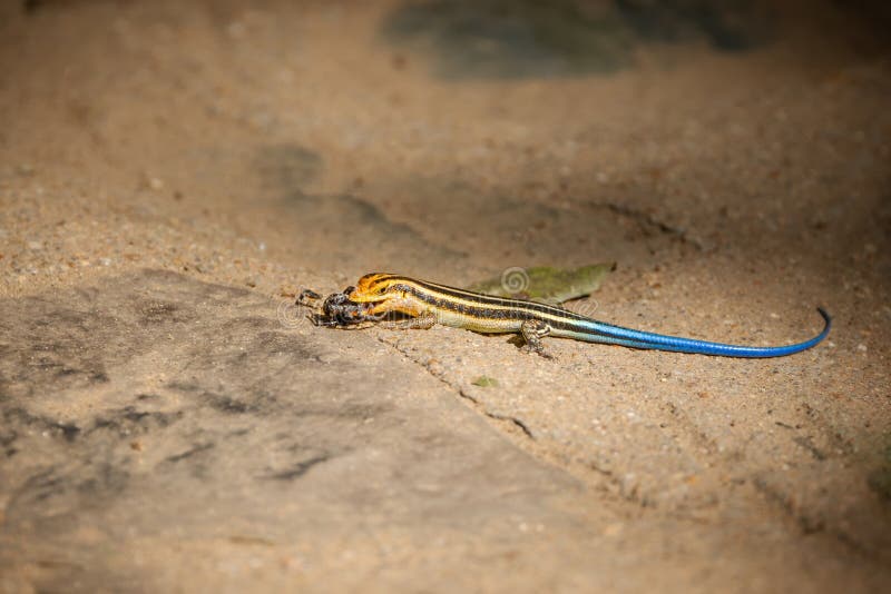 Electric Blue Turtle Organism Swimming in Illustrated White Background ...