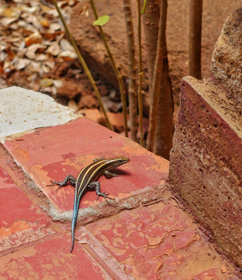 Rainbow Skink stock image. Image of striped, trachylepis - 77334395