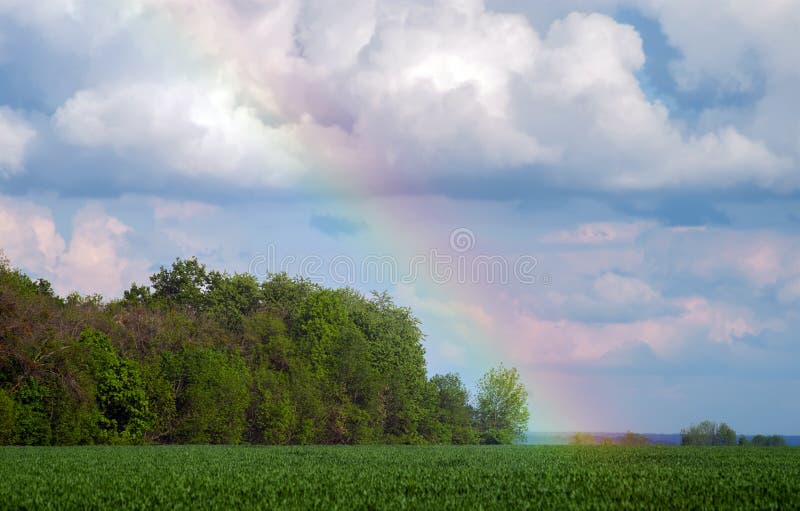 Grove of Rainbow Trees stock photo. Image of hiking, growing - 49277902