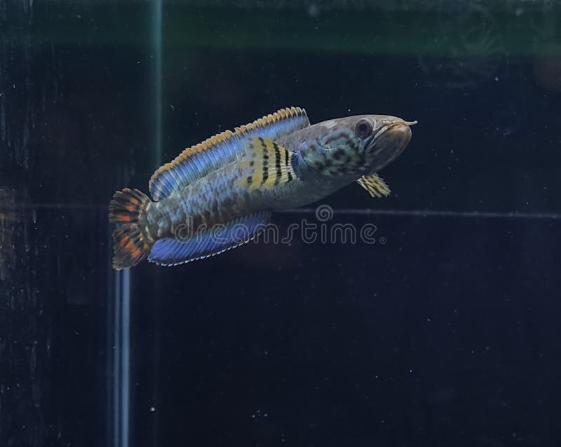 Rainbow Snakehead in Black Background Stock Image - Image of rainbow ...