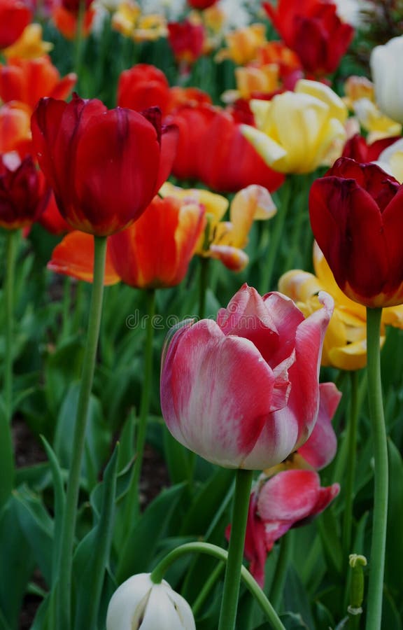Rainbow Spring stock photo. Image of rainbow, stems, grass - 25164116