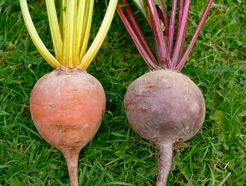 Rainbow Beetroot with Orange Flesh and Light Green Leaves Stock Photo ...